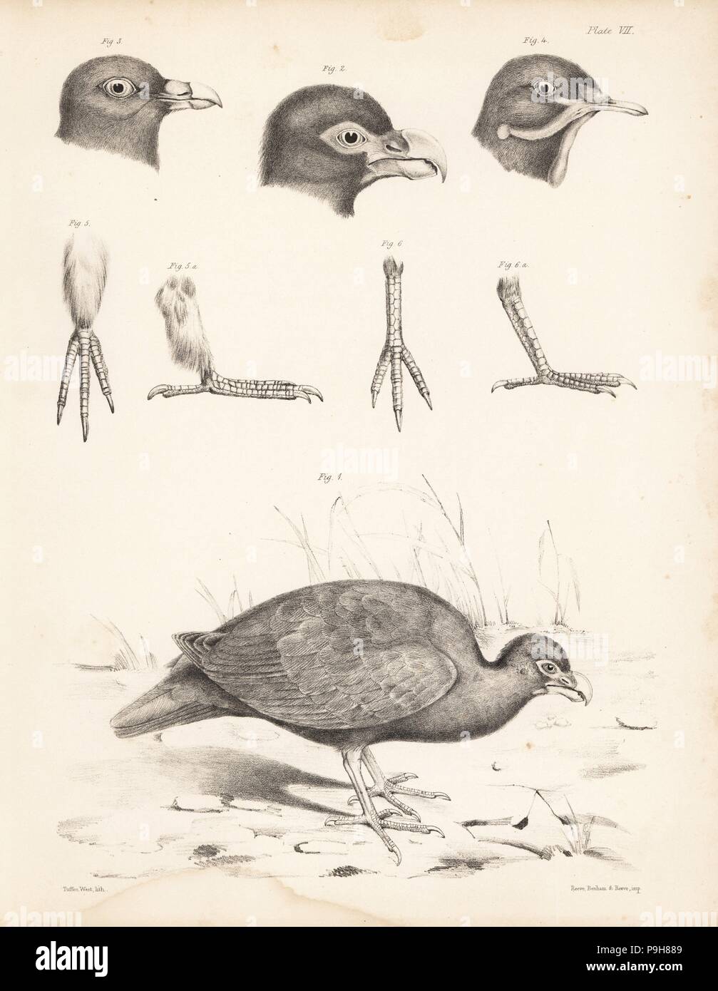 Bruces green pigeon Banque de photographies et d’images à haute ...