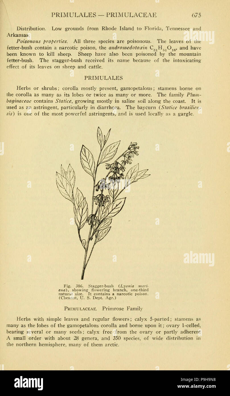 Fig 386 Banque de photographies et d’images à haute résolution - Alamy