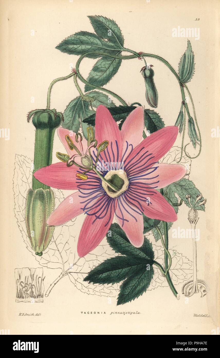 Tacsonia pinnatistipula Banque de photographies et d’images à haute ...