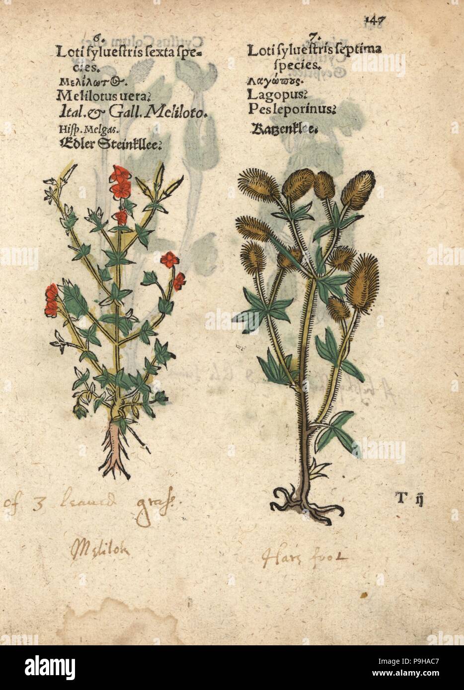 Le mélilot Melilotus officinalis, espèces, et tubéreux, hawkbit ...