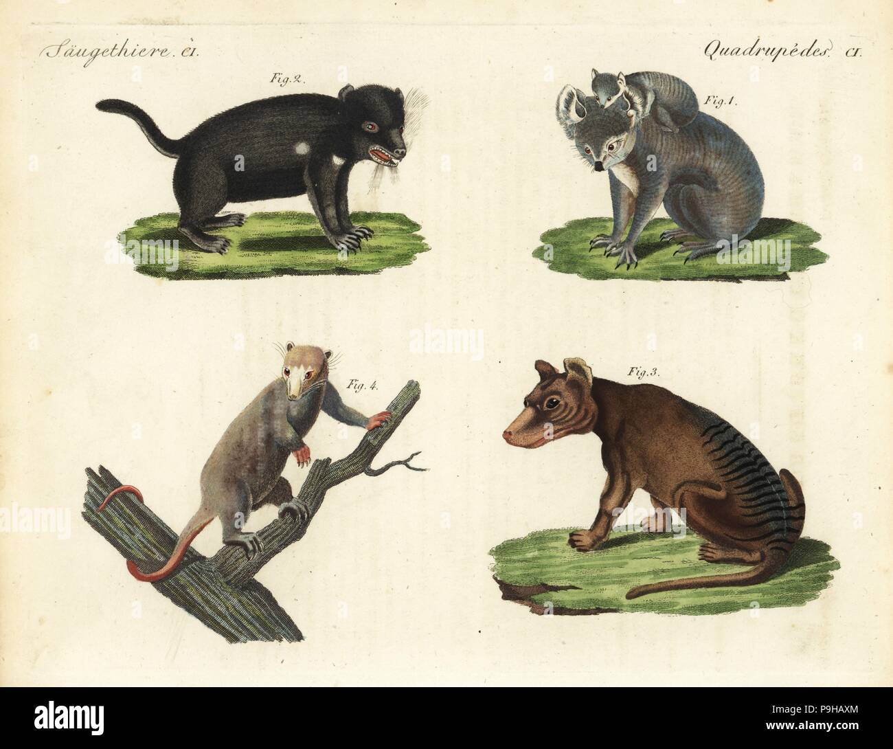 Thylacine thylacinus cynocephalus Banque de photographies et d’images à ...