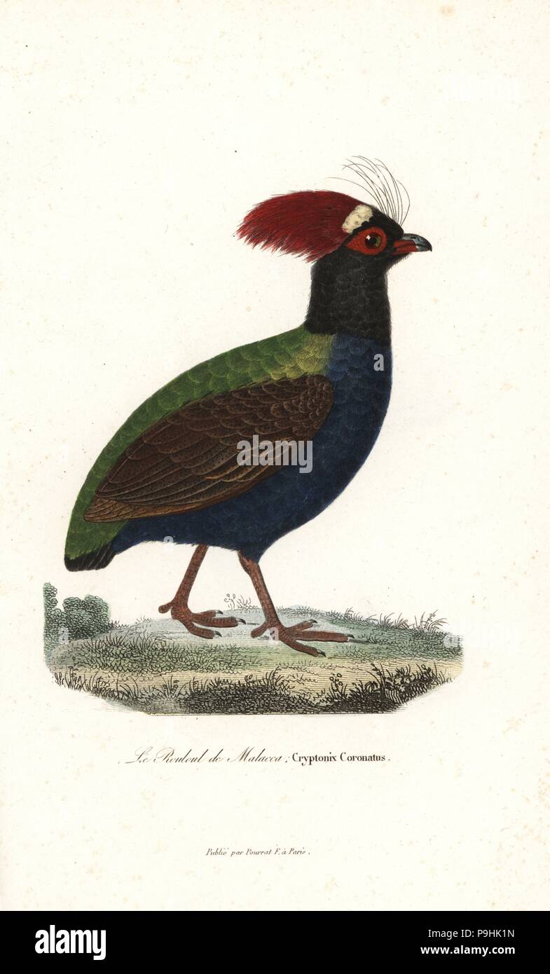 Rollulus rouloul à crête, Partridge (Cryptonix coronatus). Coloriée à ...