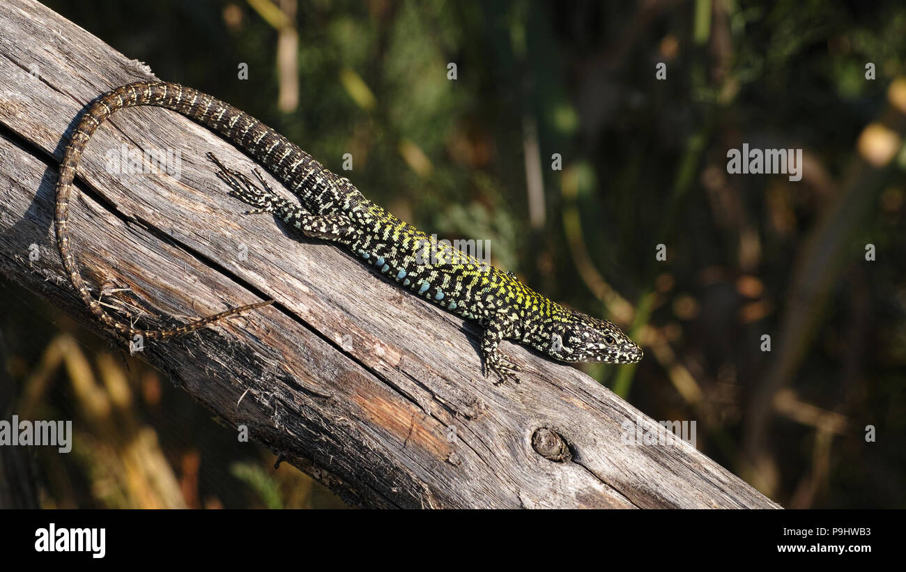 Lézard des murailles Banque de photographies et d’images à haute ...