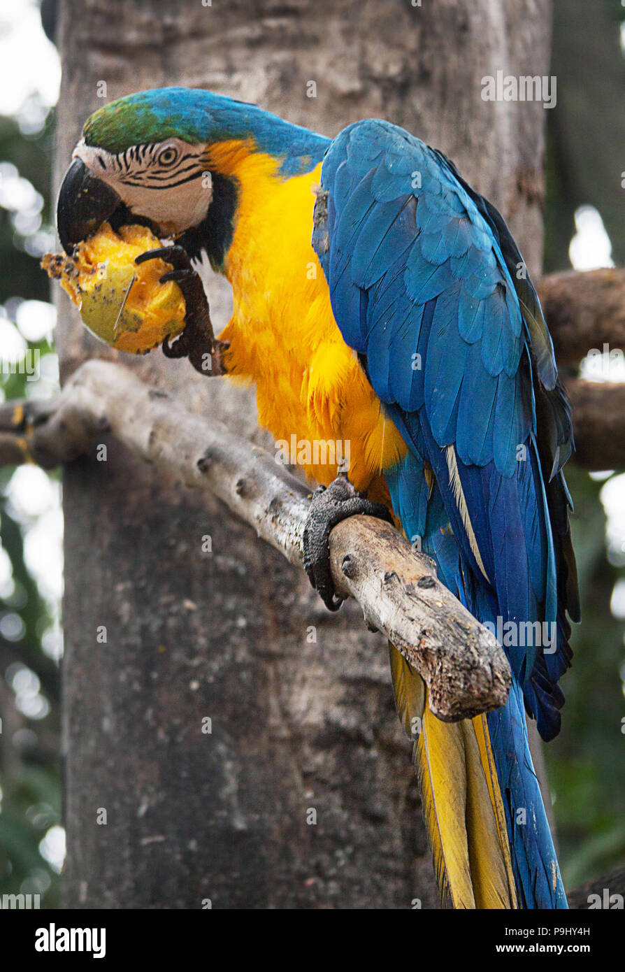 Ara bleu et jaune mangeant une mangue Banque de photographies et d ...