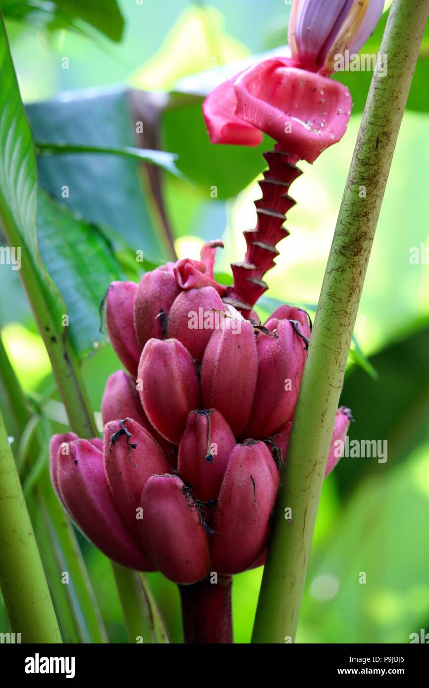 Bananes rose sauvage croissant dans une jungle au Costa Rica Photo ...