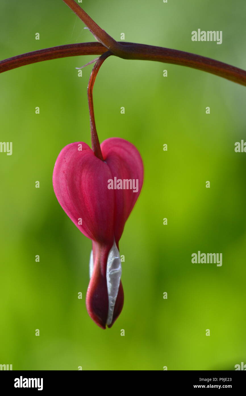 Fleurs roses de dicentra spectabilis Banque de photographies et d ...