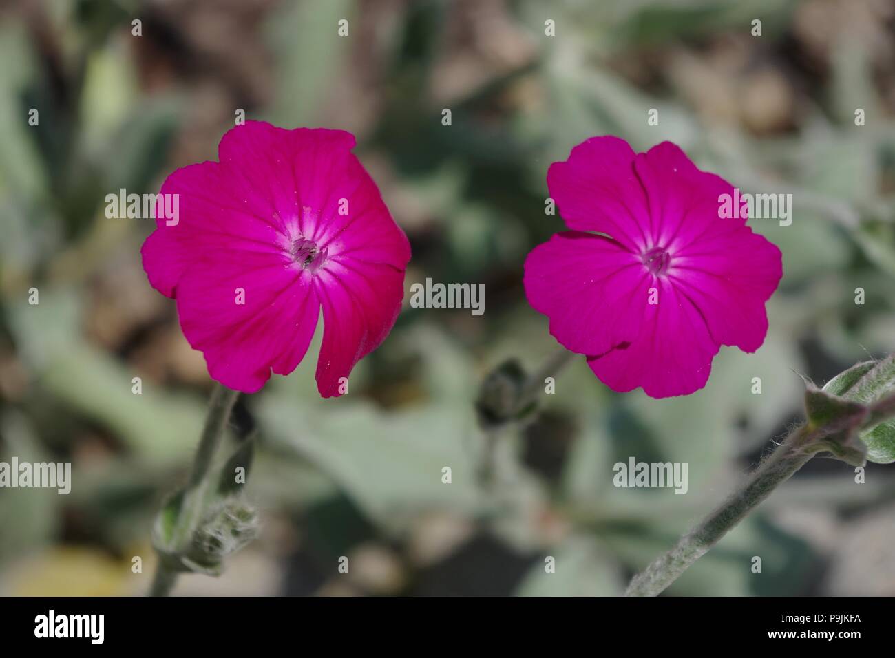 Sorte de fleurs Banque de photographies et d’images à haute résolution ...