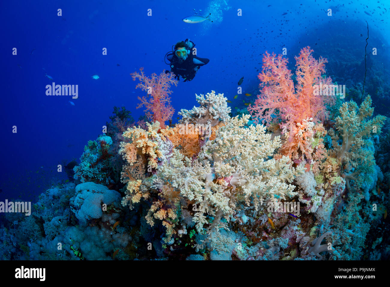 Femme plongeur explore les couleurs sur le récif à l'Habil Jafar site ...