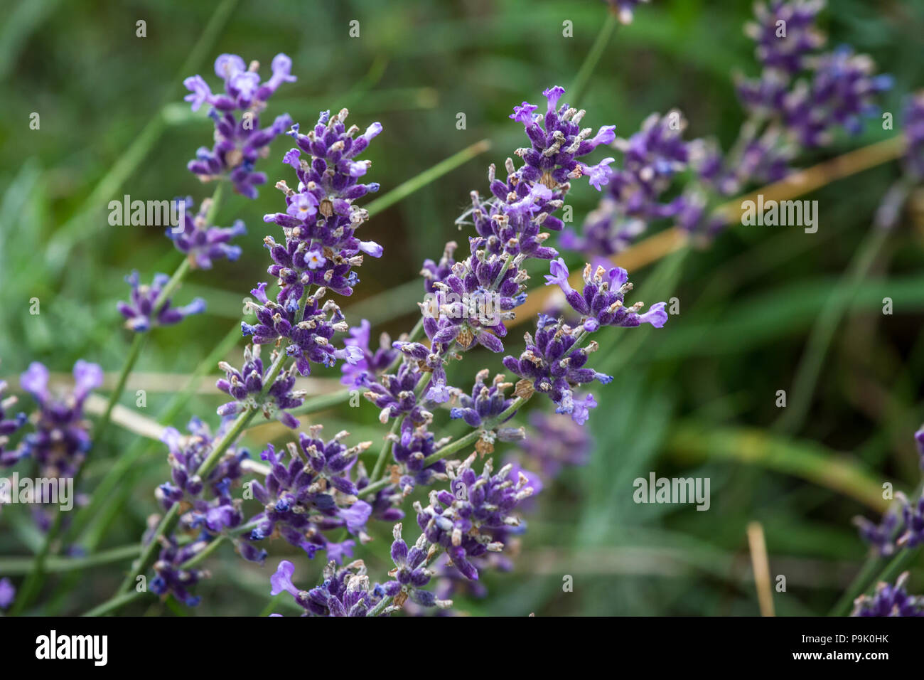 Angustifolia Lilas Purple Banque d'image et photos - Alamy