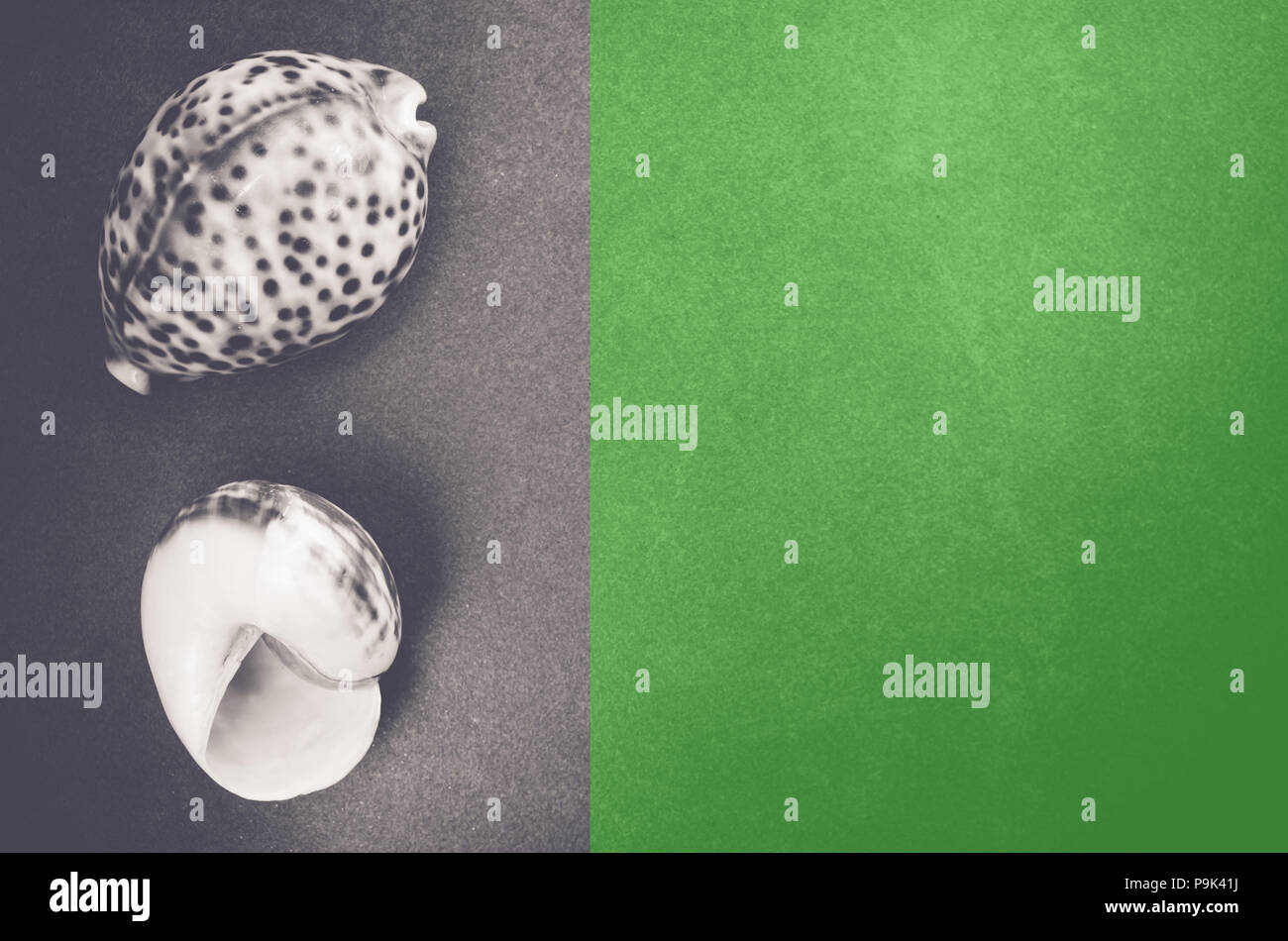 Cauris fond blanc Banque de photographies et d’images à haute ...