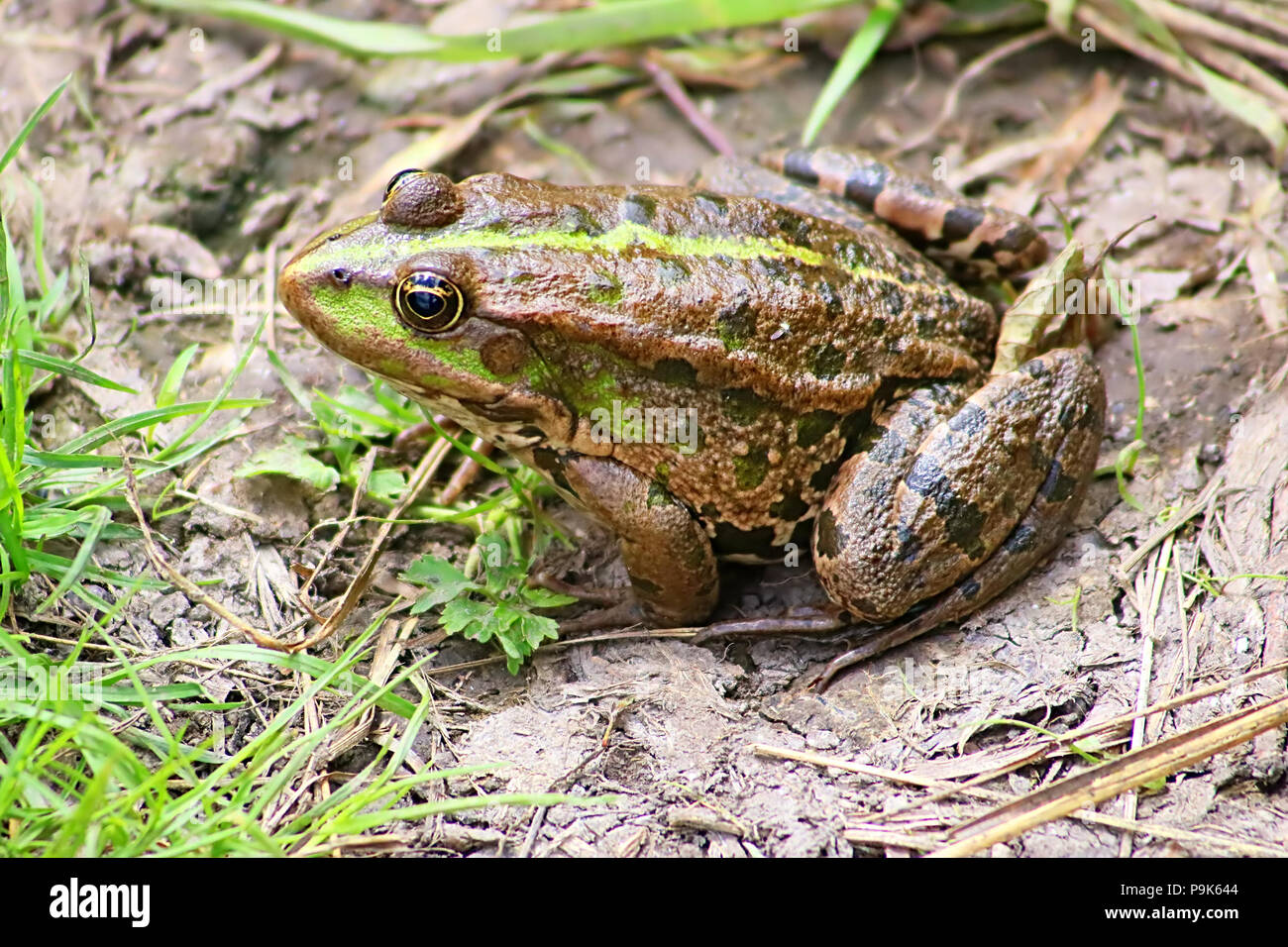 La grenouille des marais (Pelophylax ridibundus appartient à la famille ...