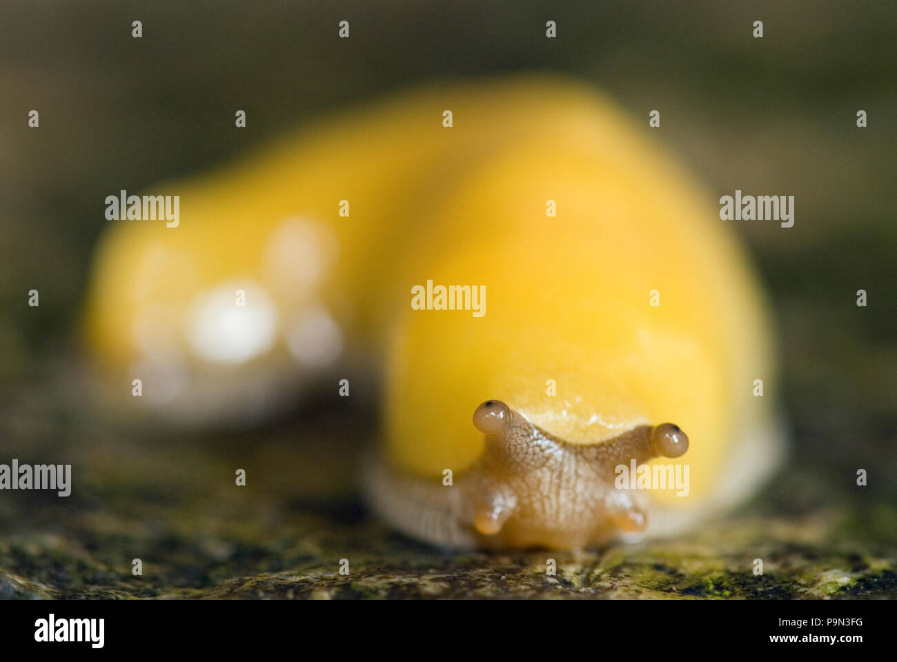 Limaces de banane jaunes Banque de photographies et d’images à haute ...