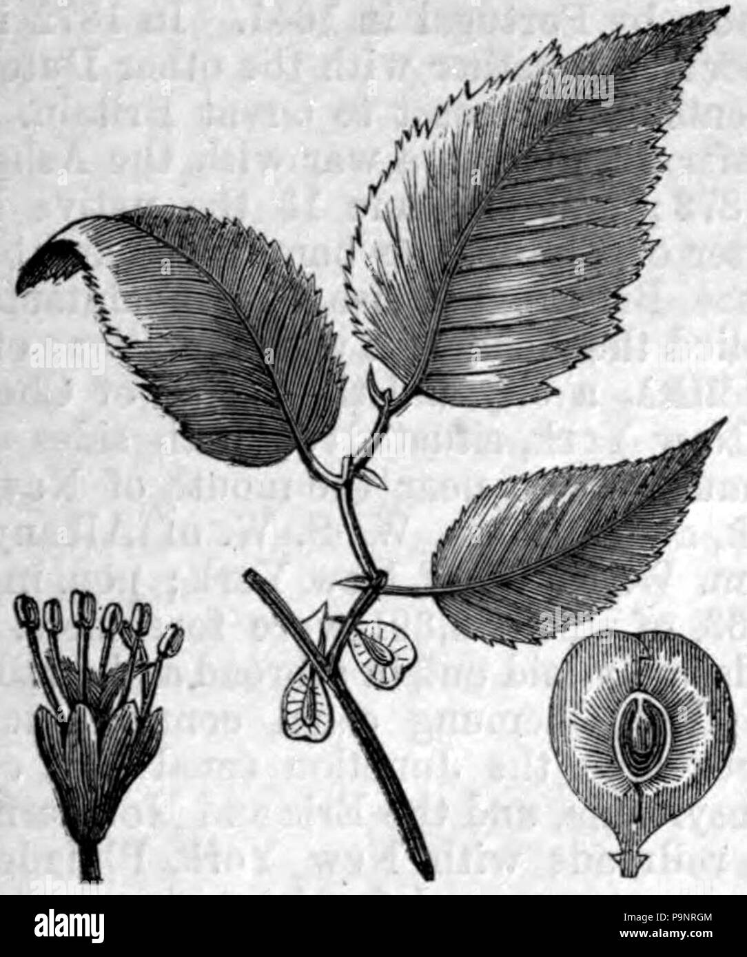 Orme rouge Banque de photographies et d’images à haute résolution - Alamy