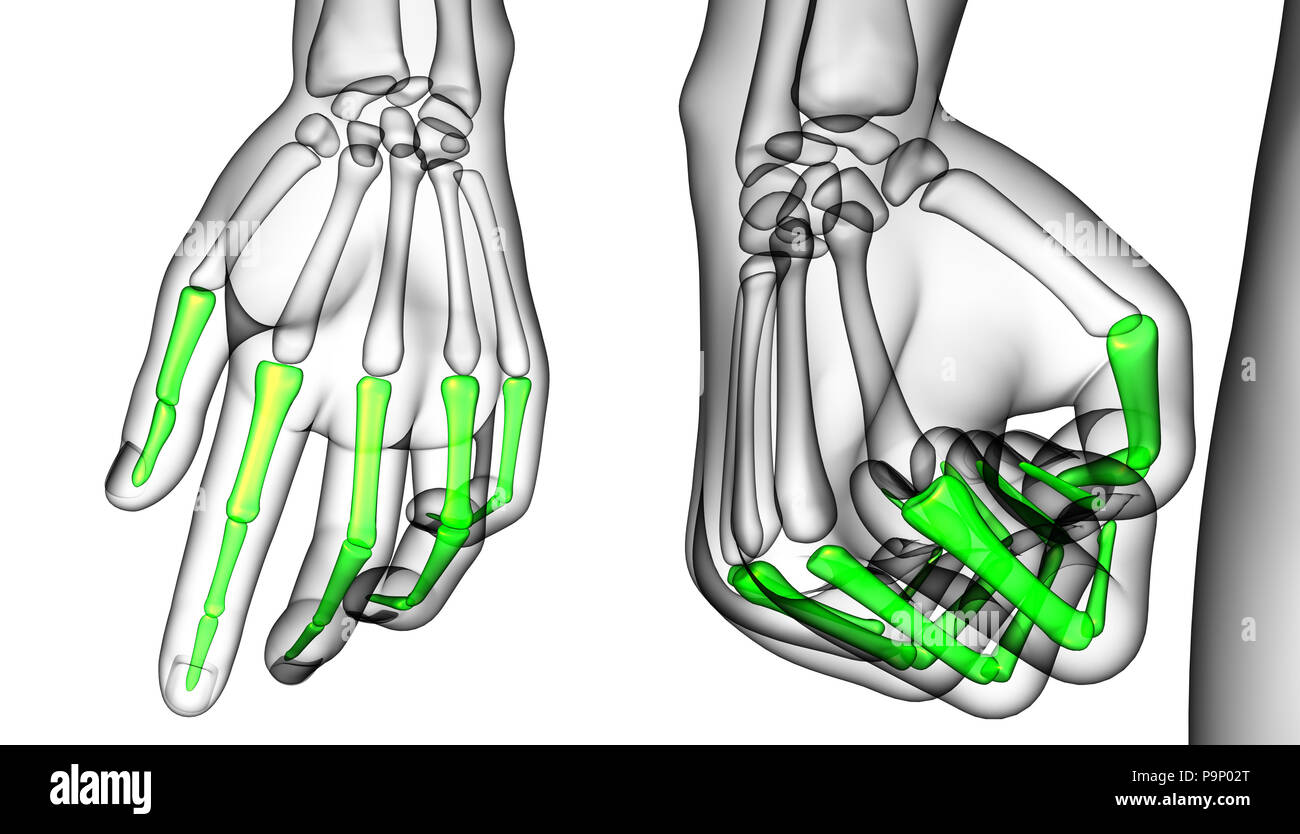 Os du doigt Banque de photographies et d’images à haute résolution - Alamy