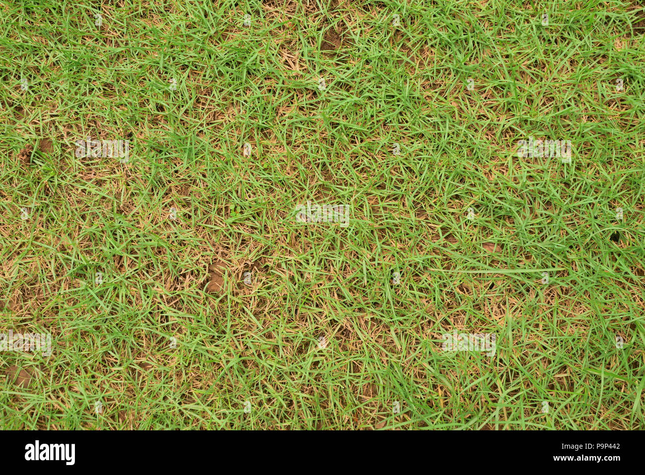 Golf green texture Banque de photographies et d’images à haute ...