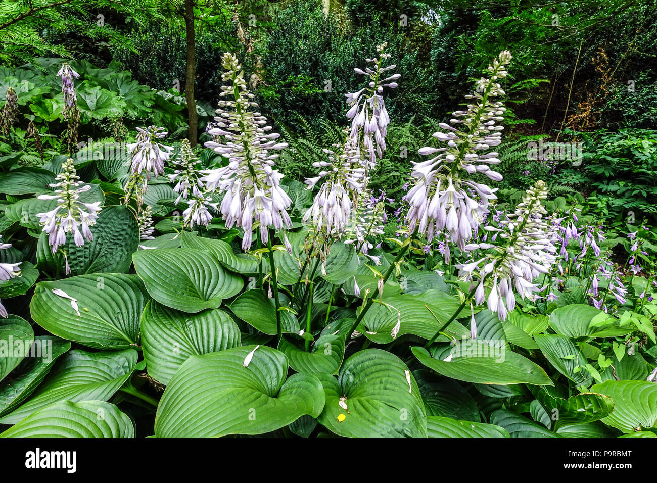 Hostas, grandes feuilles et Hosta robuste pour les fleurs ombragées de ...