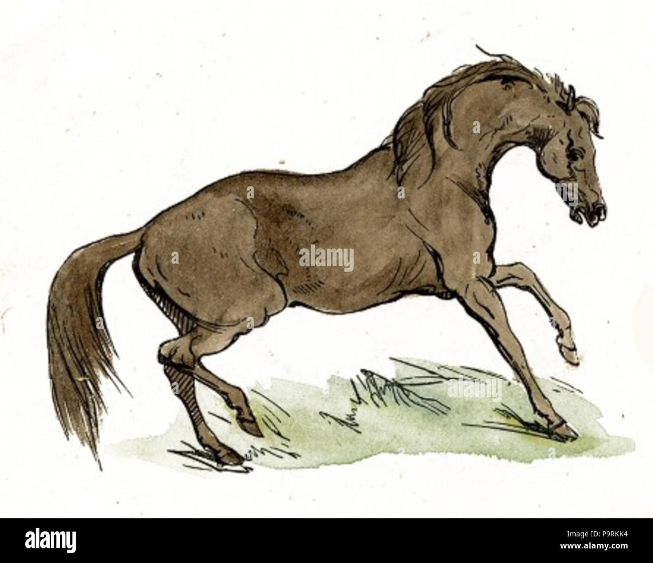 Dessin de cheval Banque d'images détourées - Alamy