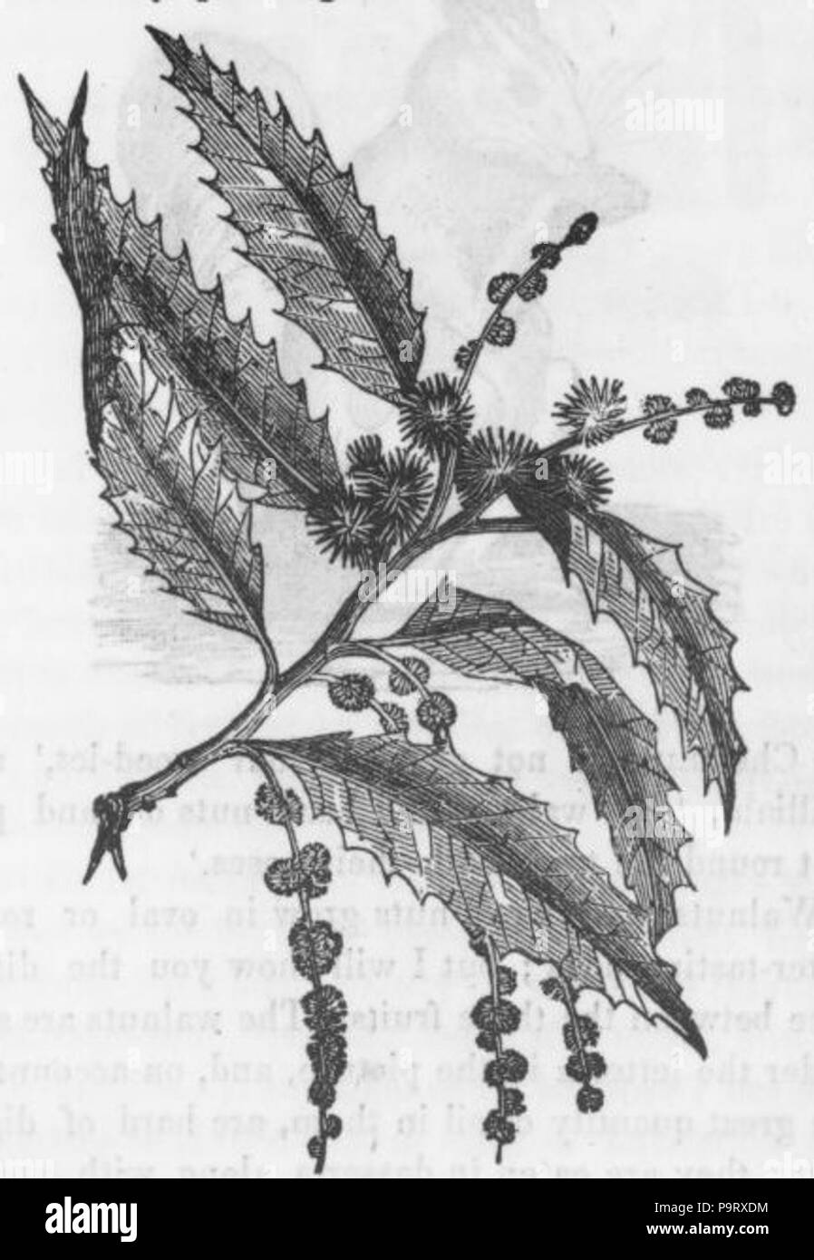 Chataignier Library at William Woodard blog