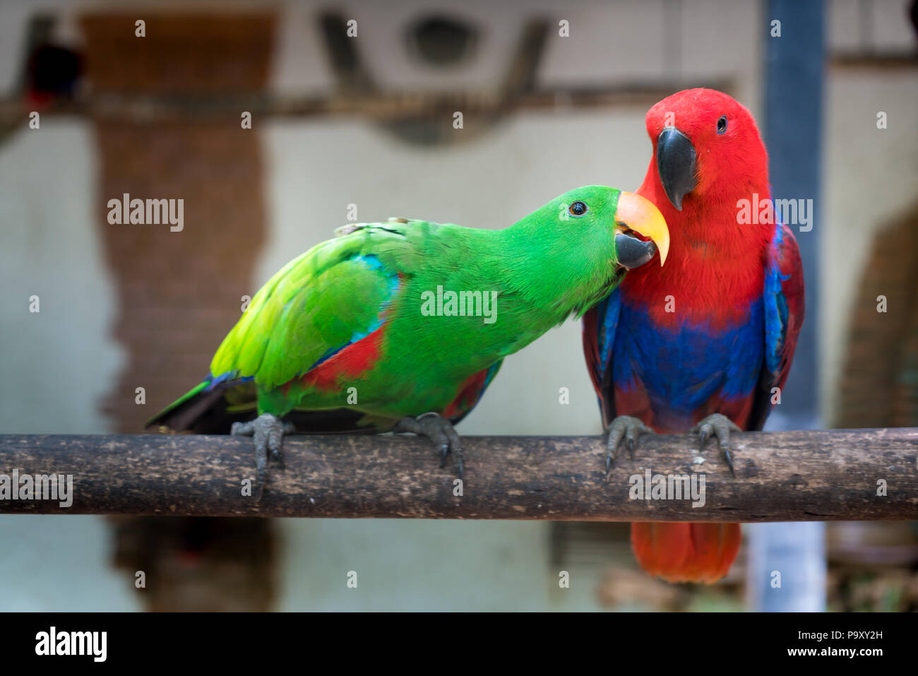 Couple de perruche vert rouge Alexandrine Parakeet perroquets oiseaux ...