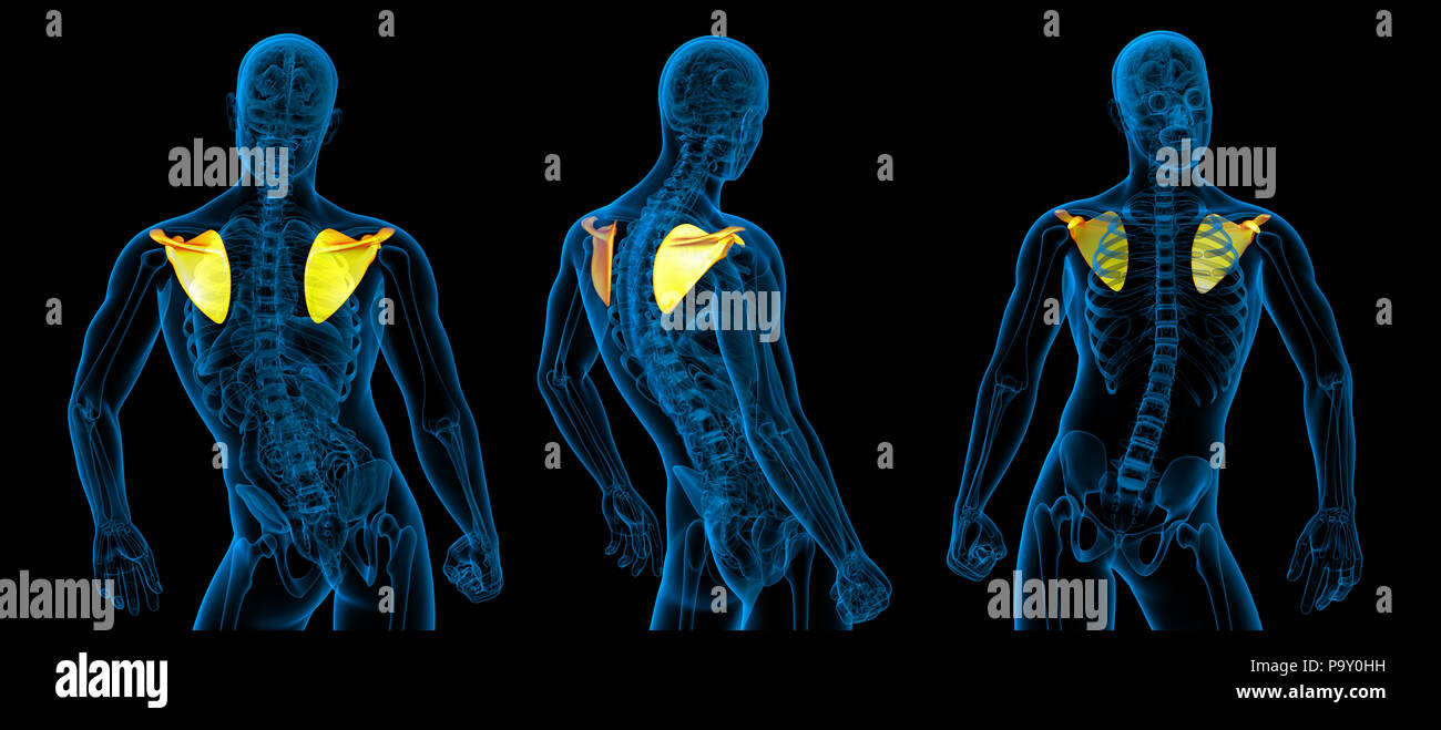 Anatomie de l'omoplate Banque de photographies et d’images à haute ...