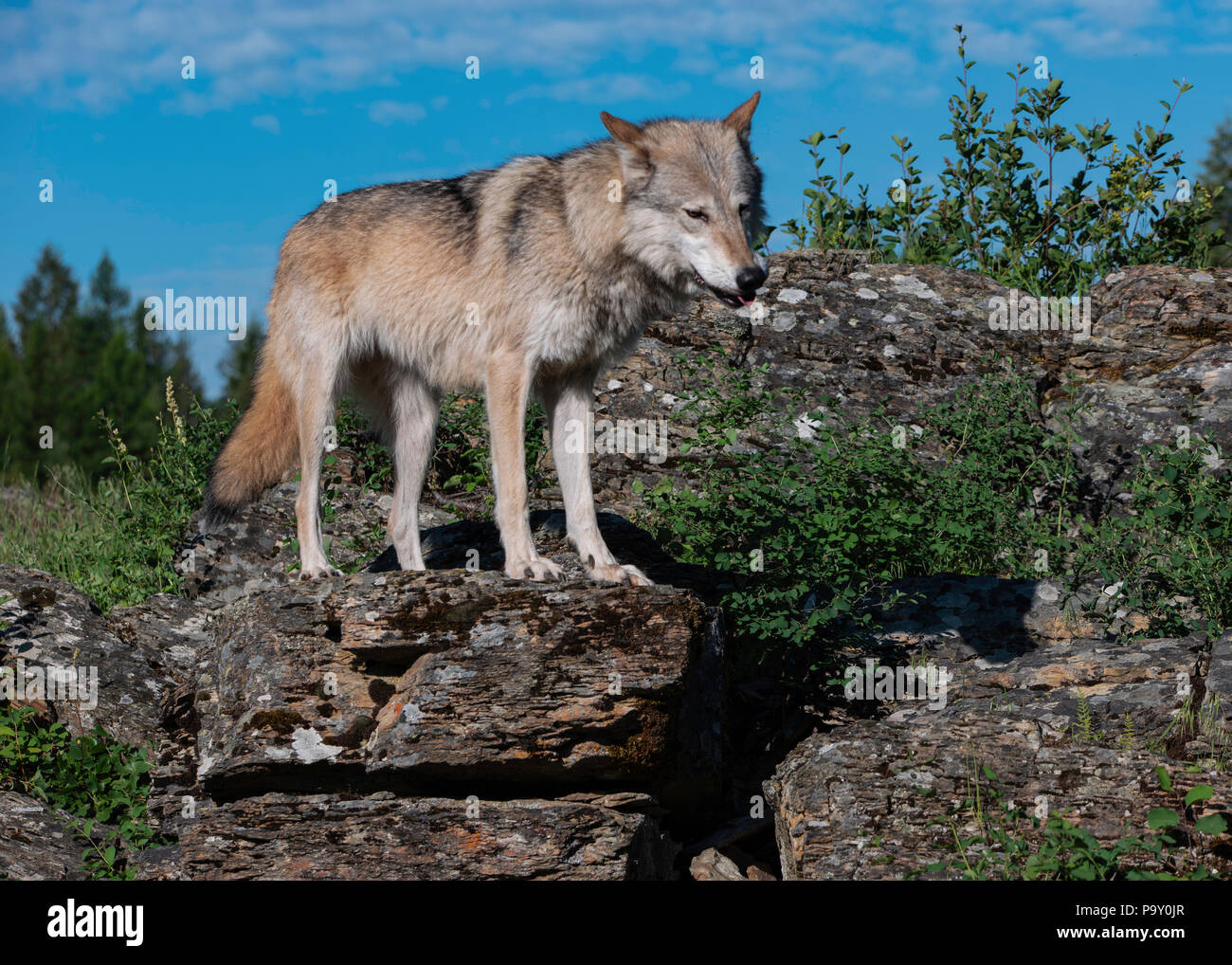 Portrait de loup gris Banque de photographies et d’images à haute ...