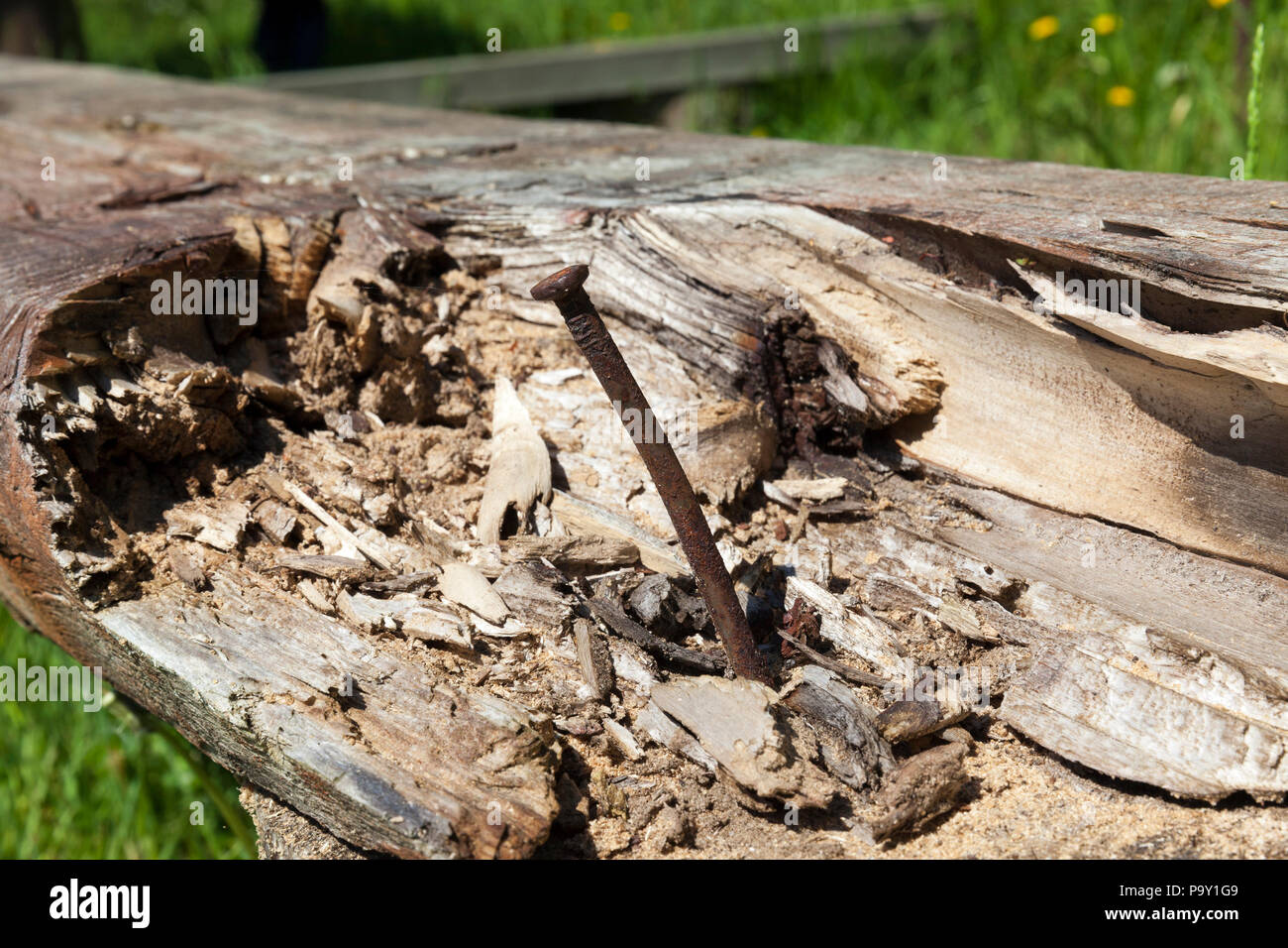 Un clou métallique rouillée dans un journal en décomposition d'une ...