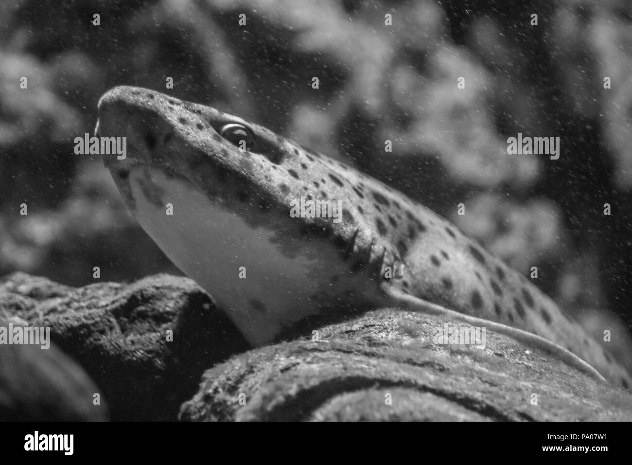 Shark in aquarium Banque d'images noir et blanc - Alamy