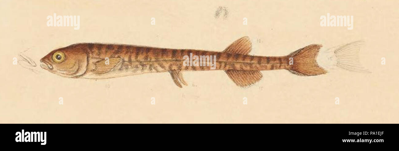 Galaxias maculatus Banque de photographies et d’images à haute ...