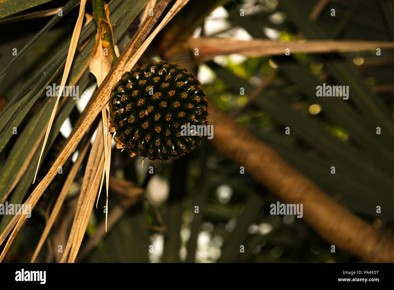 Pandanus flower Banque de photographies et d’images à haute résolution ...