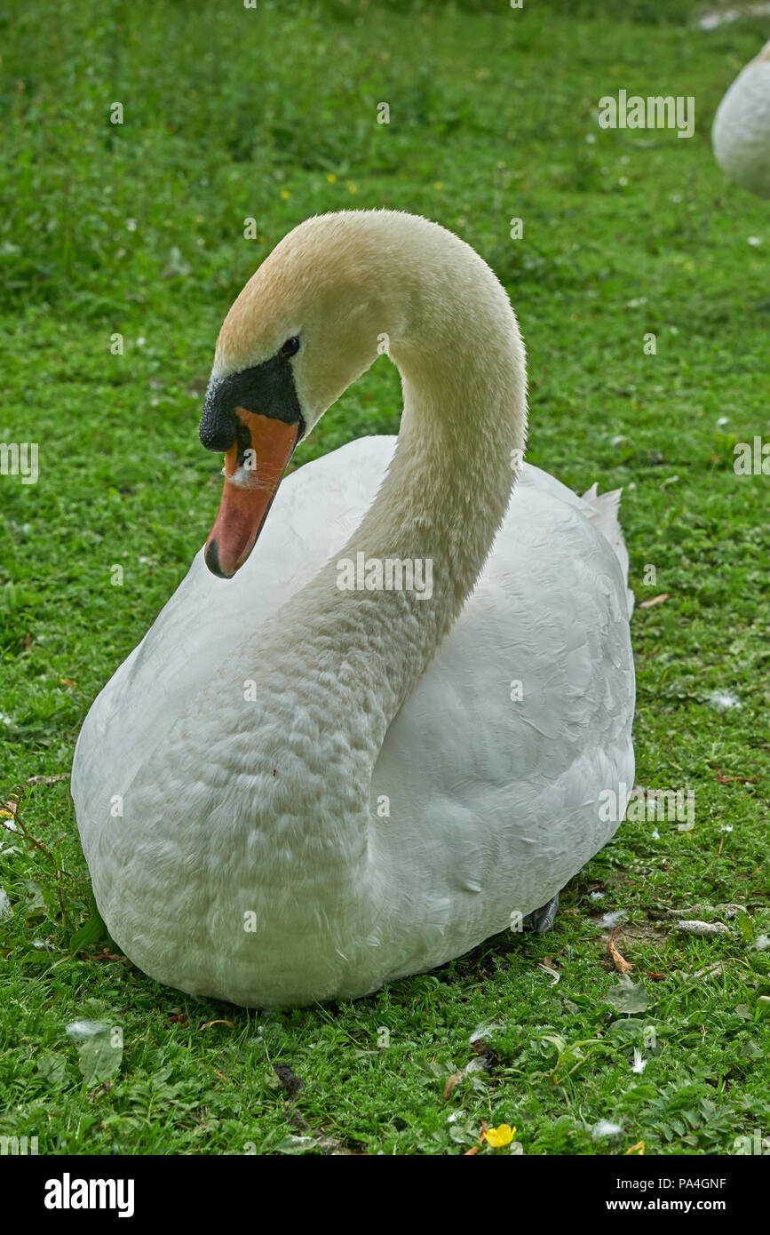 Cygnus olor muet cygne Banque de photographies et d’images à haute résolution - Alamy
