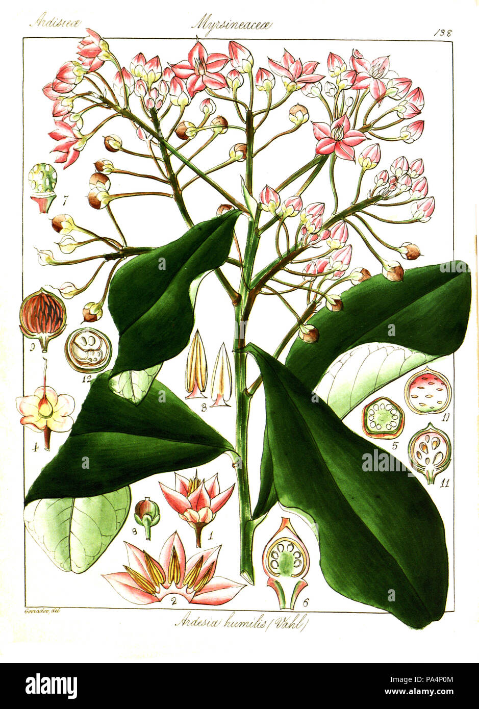 Ardisia humilis Banque de photographies et d’images à haute résolution ...