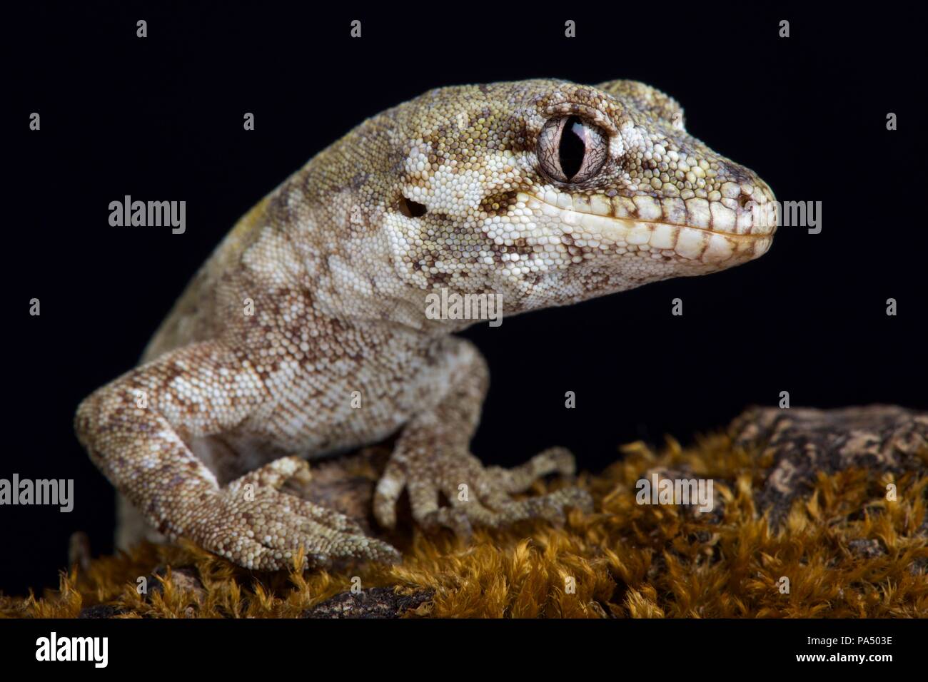 La forêt gecko (Mokopirirakau granulatus) est une espèce de geckos ...