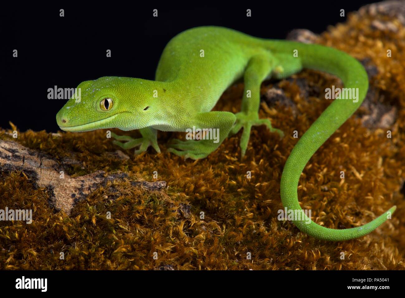 Naultinus elegans Banque de photographies et d’images à haute ...