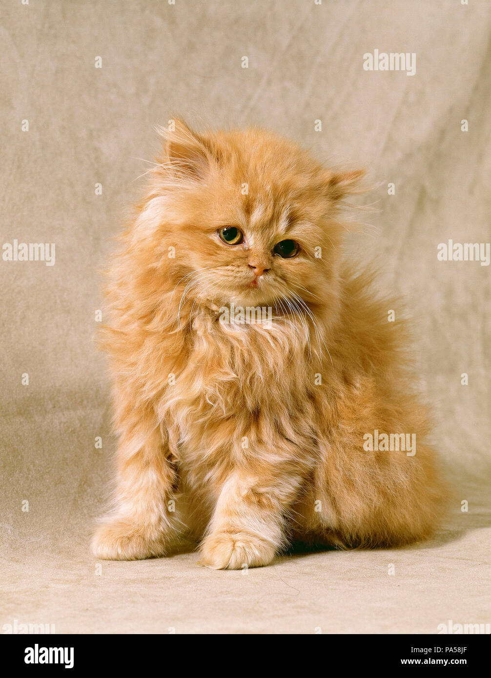 Persan roux - chaton - chaton - chat Persan rouge Photo Stock - Alamy