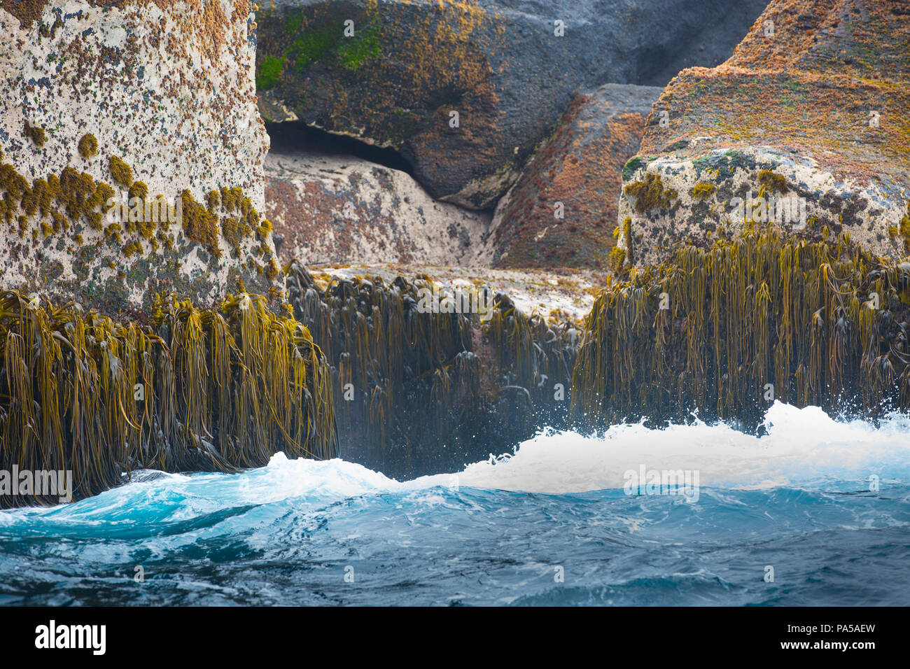 Chatham islands new zealand Banque de photographies et d’images à haute ...