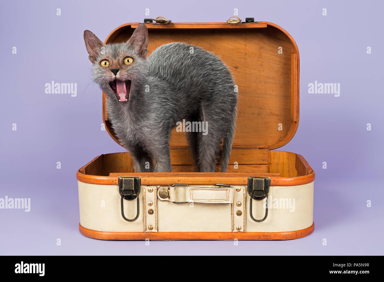 Chat loup garou Banque de photographies et d’images à haute résolution ...