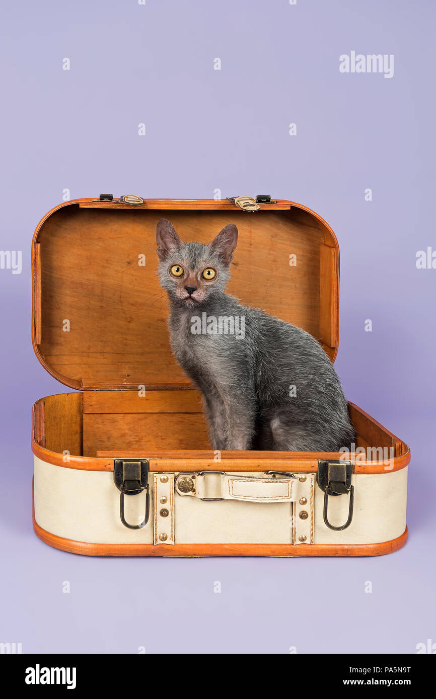 Chat loup garou Banque de photographies et d’images à haute résolution ...