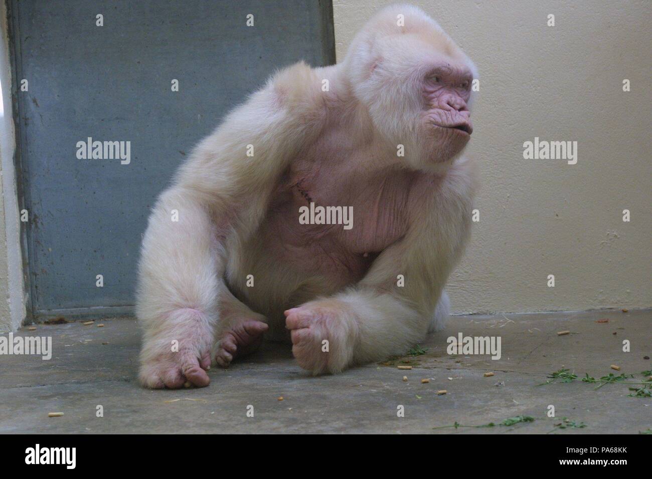 Copito de nieve Banque de photographies et d’images à haute résolution ...