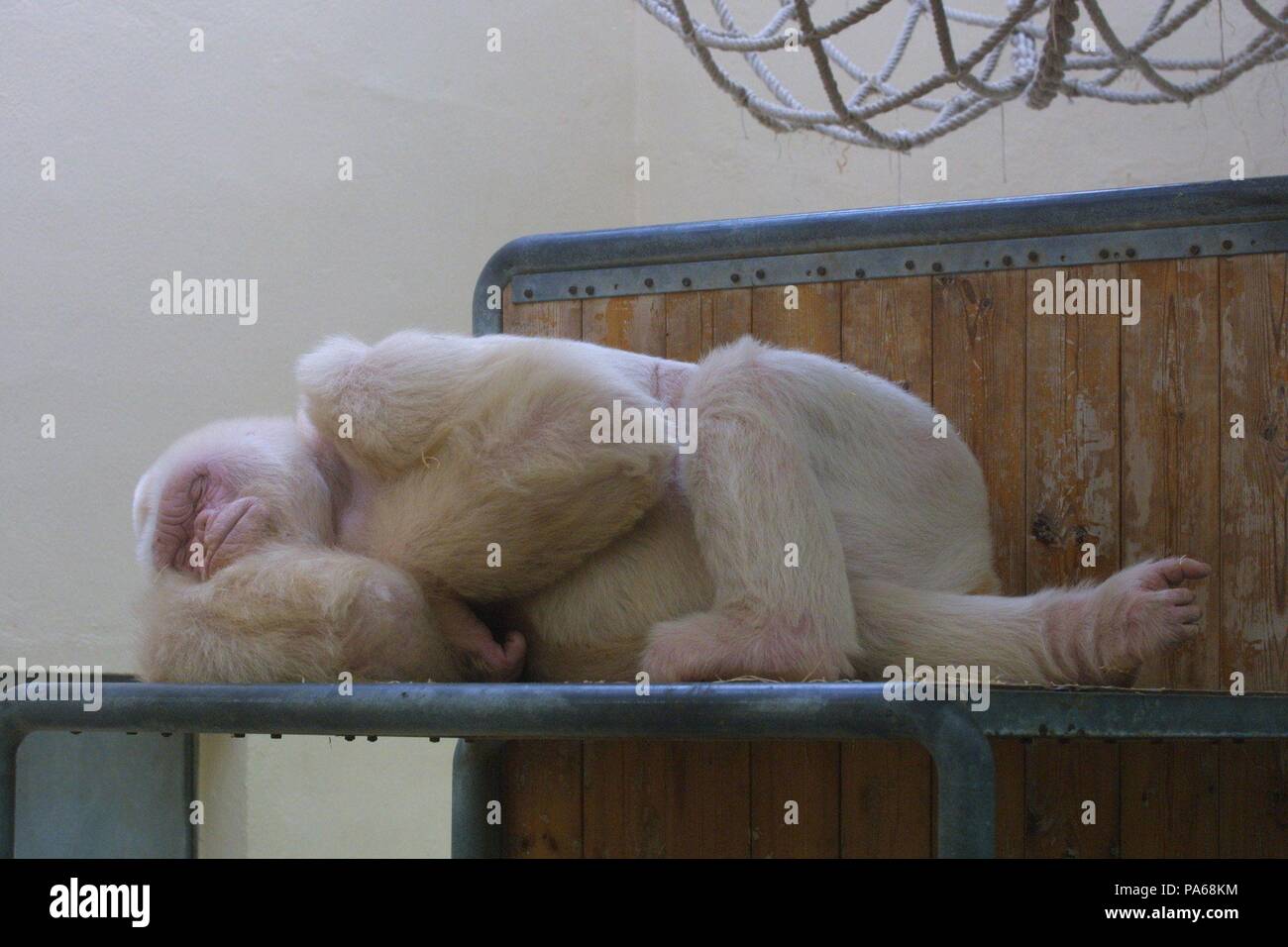 Copito de nieve Banque de photographies et d’images à haute résolution ...