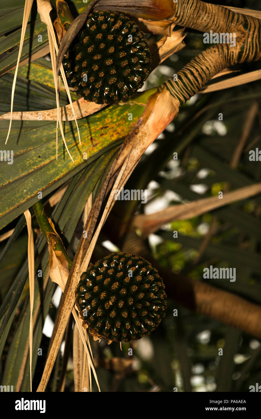 Screwpine pandanus Banque de photographies et d’images à haute ...