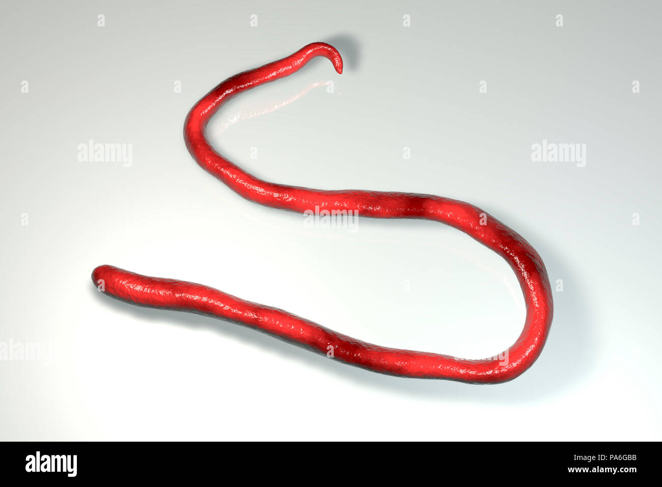 Illustration d'ordinateur de Mansonella streptocerca, un nématode ver ...