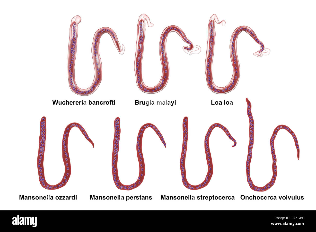 La comparaison de la morphologie des microfilaires. Illustration d ...