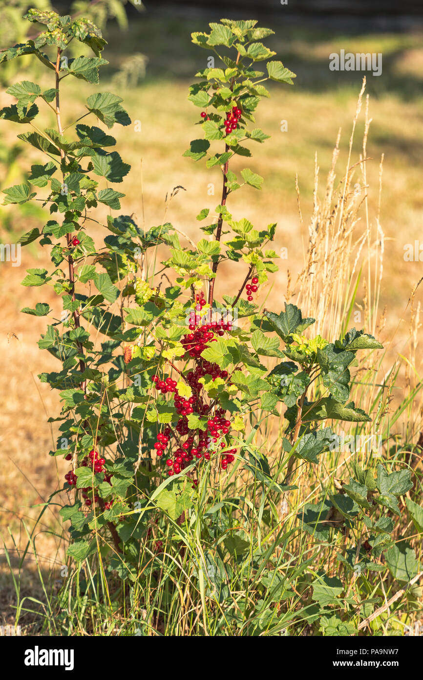 Famille De Groseille Banque d'image et photos - Alamy