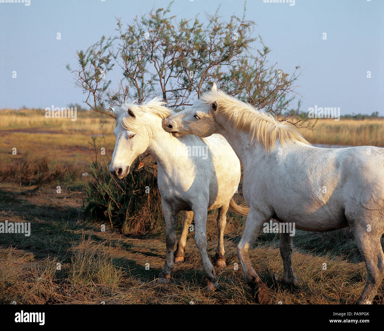 Les Chevaux sauvages de Camargue - Sud France Cheval Camargue Photo ...