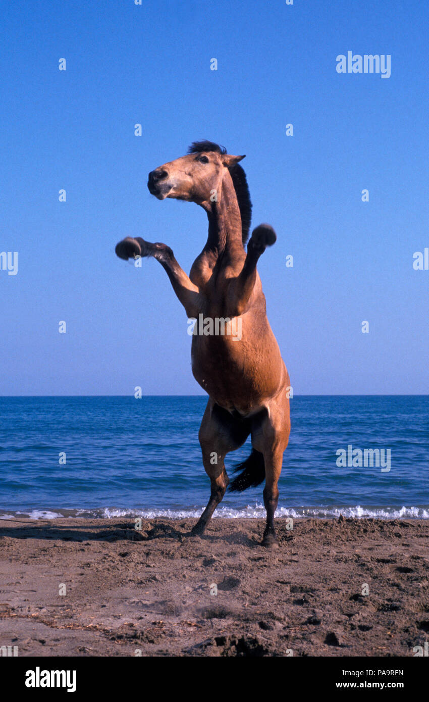 Cheval cabre Banque de photographies et d’images à haute résolution - Alamy