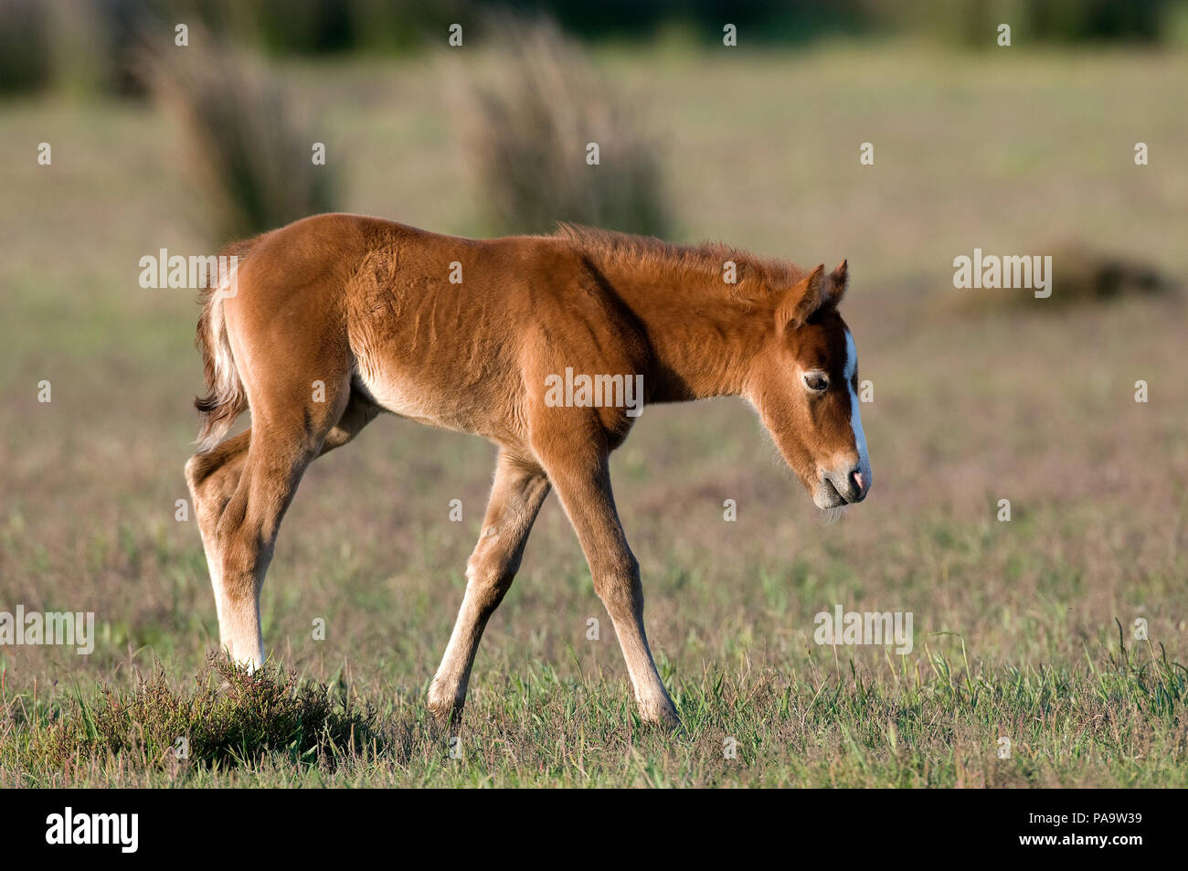 Poulain cheval sauvage Banque de photographies et d’images à haute ...