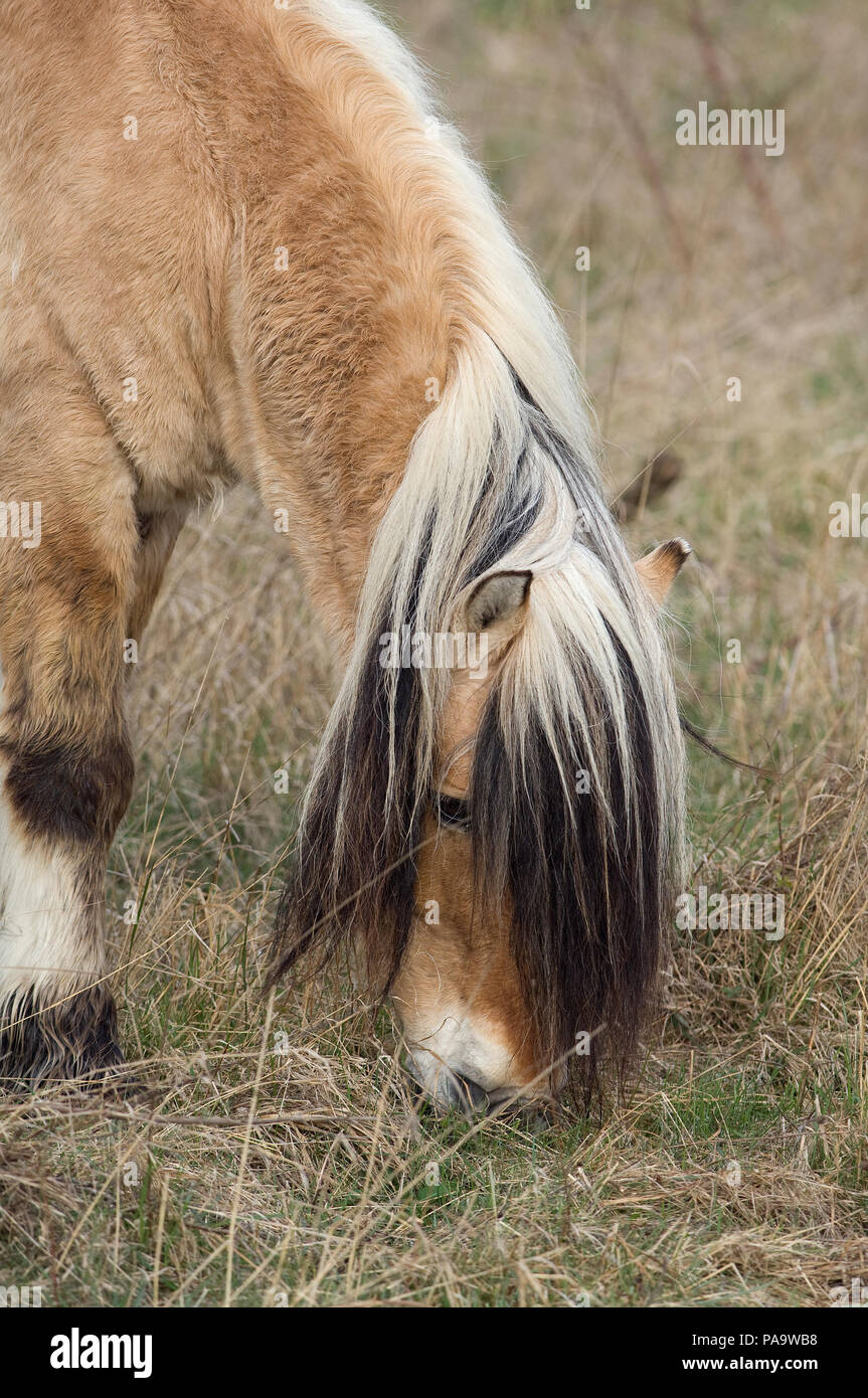 Henson horse Banque de photographies et d’images à haute résolution - Alamy