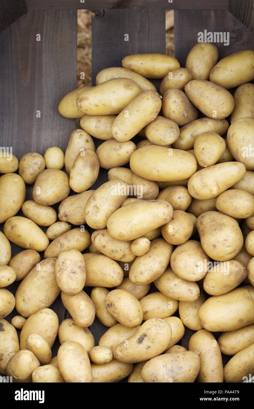 Tuber solanum tuberosum Banque de photographies et d’images à haute ...