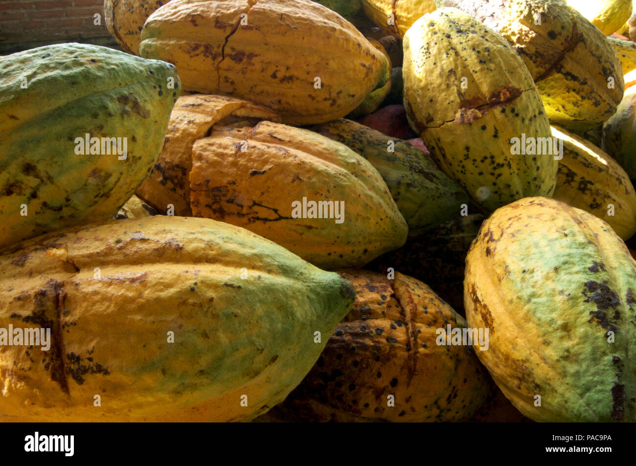 Forastero cacao Banque de photographies et d’images à haute résolution ...