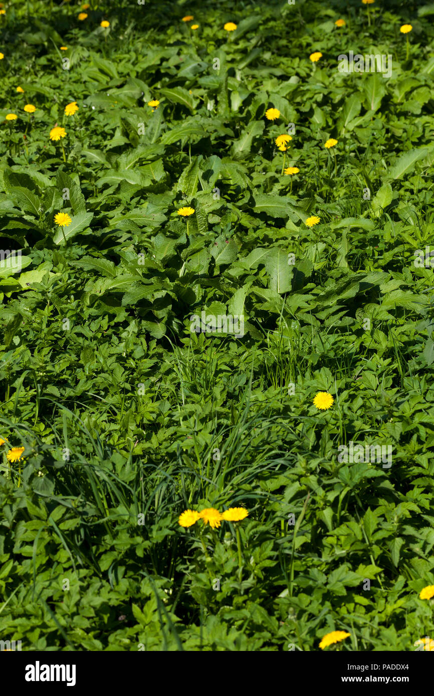 Types de vert Banque de photographies et d’images à haute résolution ...